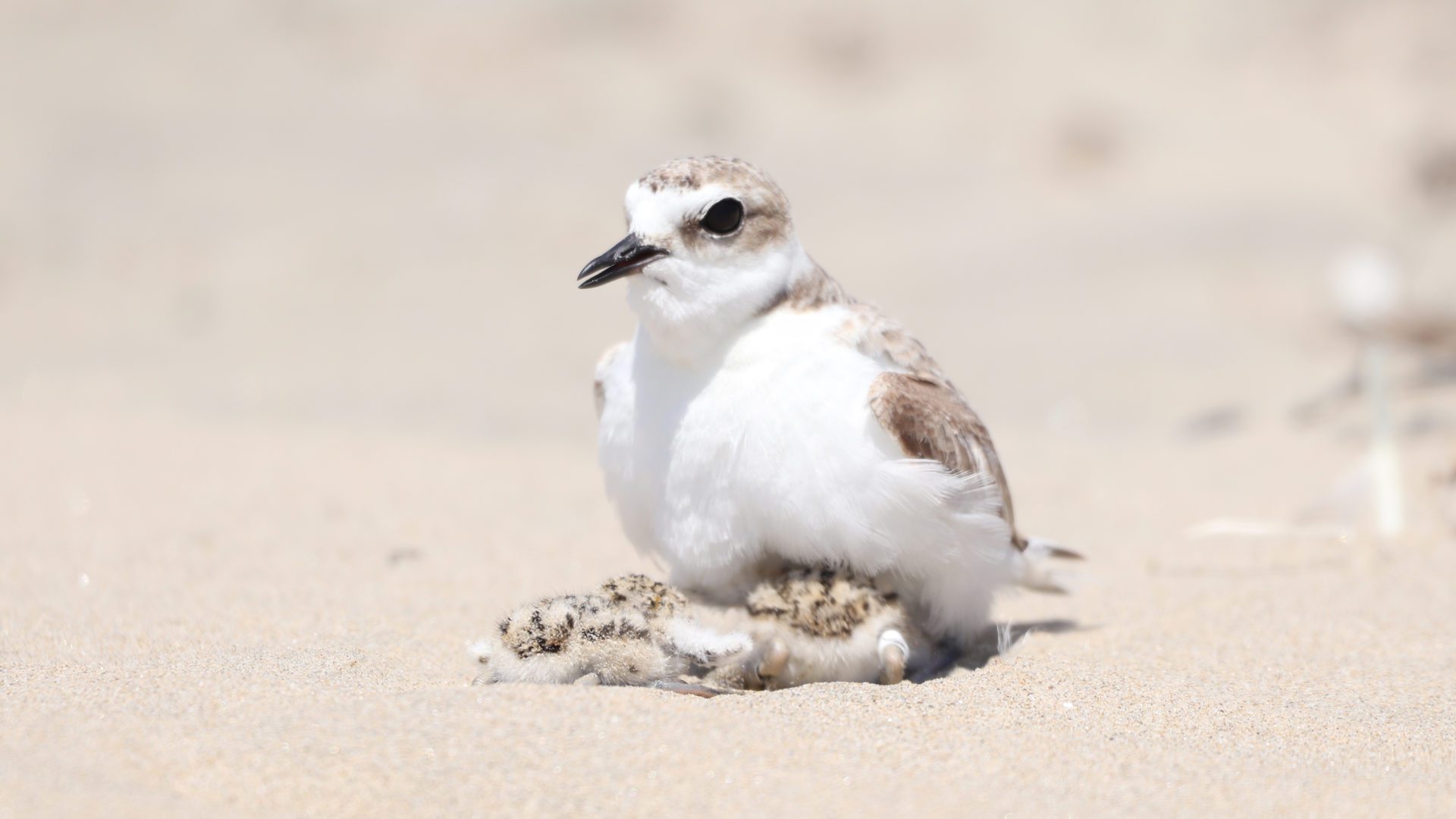 Jonathan Vargas: Mitigating Coastal Disturbance to Save Endangered ...